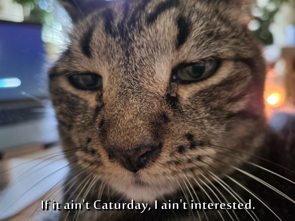 Ain't interested. - Lolcats - lol | cat memes | funny cats | funny cat ...