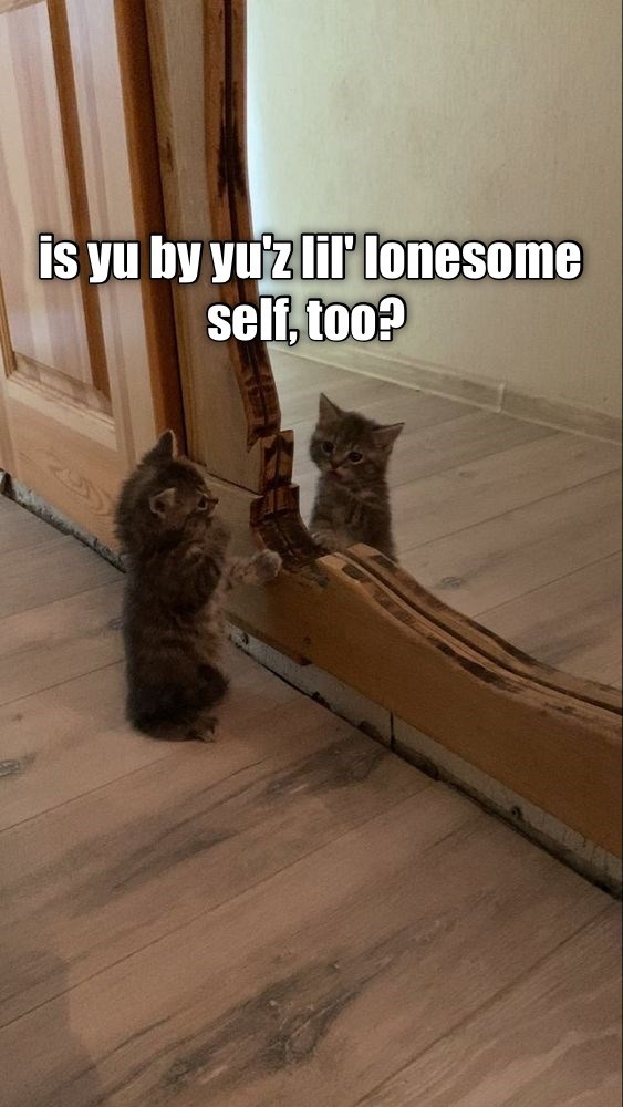 Yu wanna play wiff me? - Lolcats - lol | cat memes | funny cats | funny ...