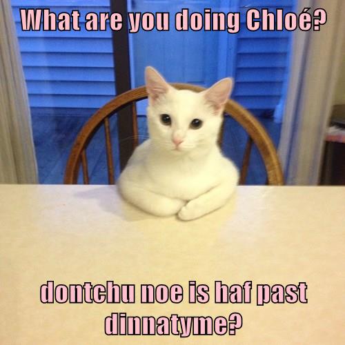 Anytime is Half past dinnatyme - Lolcats - lol | cat memes | funny cats ...
