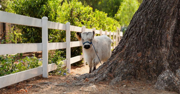 Moochi the Mini Cow Is Fluffy, Fabulous, and Ready for His Close Up - I ...