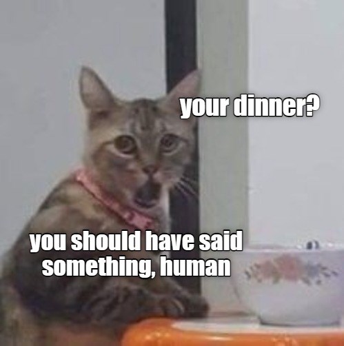 Your dinner? - Lolcats - lol | cat memes | funny cats | funny cat ...