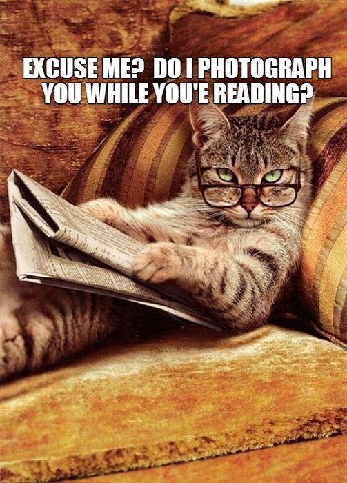 Can A Cat Get Some Privacy Around Here? - I Can Has Cheezburger?