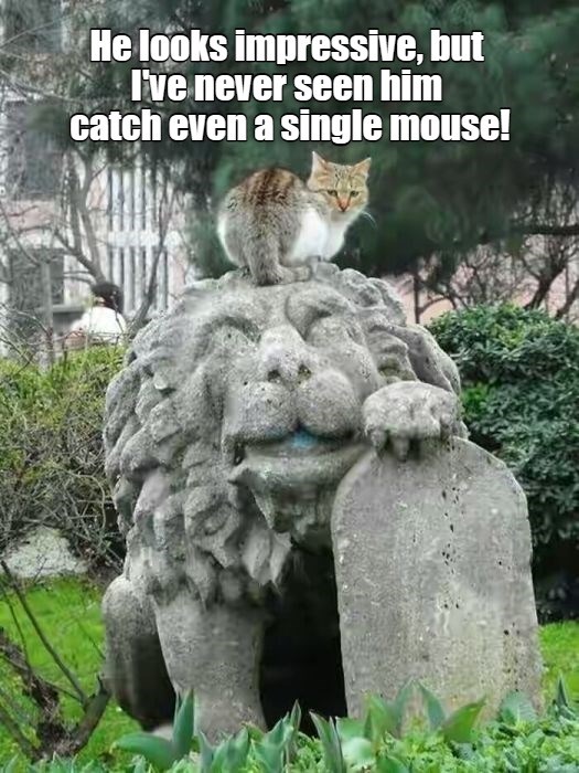 All roar no bite - Lolcats - lol | cat memes | funny cats | funny cat ...