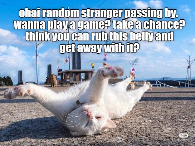 Ohai random stranger - Lolcats - lol | cat memes | funny cats | funny ...