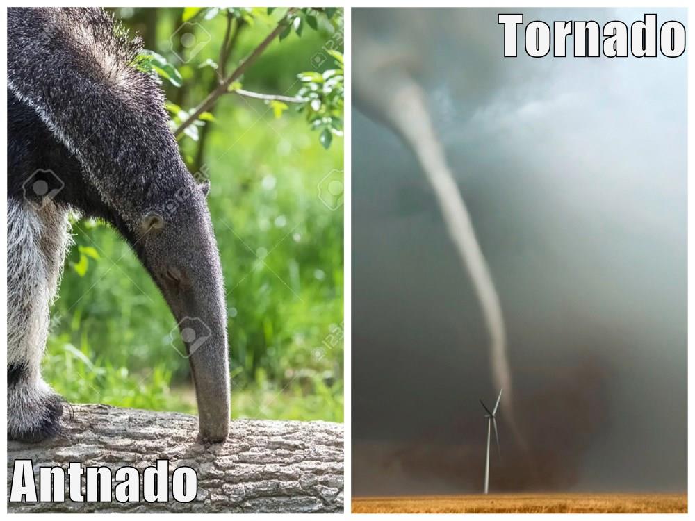 Potato potahto - Animal Comedy - Animal Comedy, funny animals, animal gifs