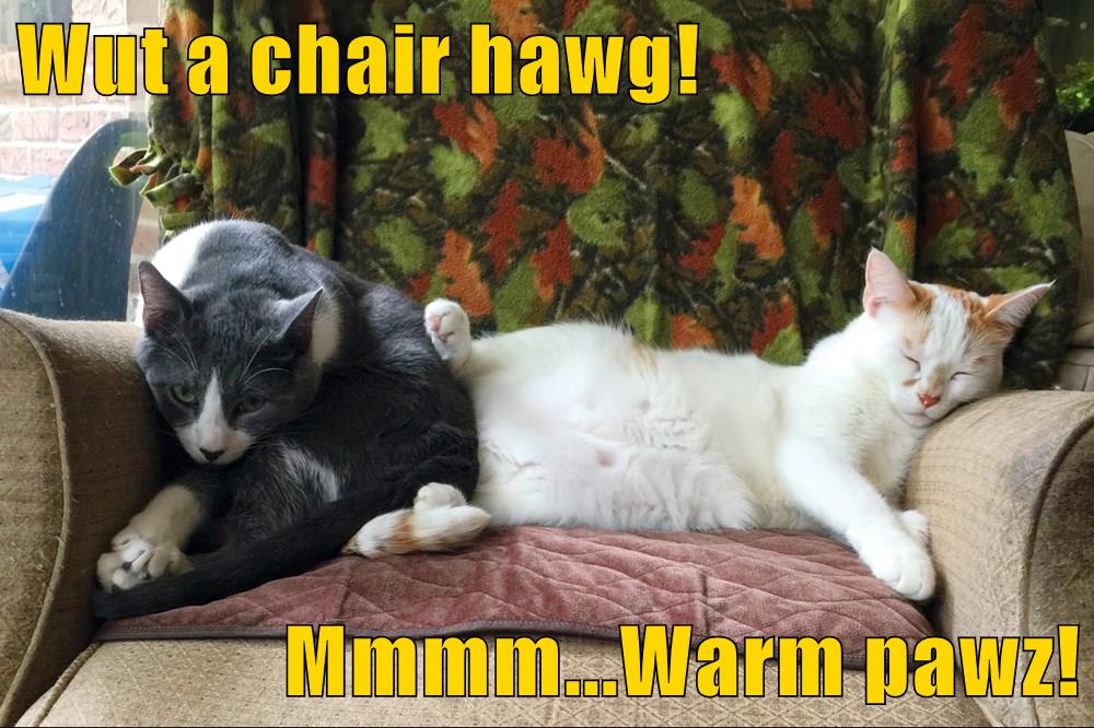 Wut a chair hawg! - Lolcats - lol | cat memes | funny cats | funny cat ...