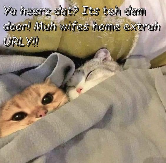 Ya heerz dat? - Lolcats - lol | cat memes | funny cats | funny cat pictures with words on them ...