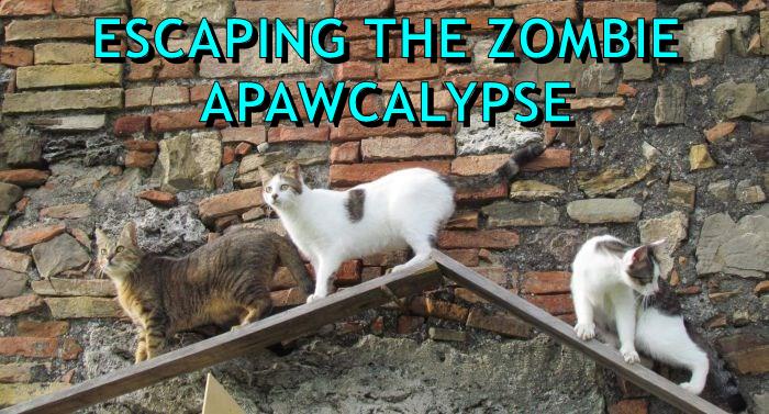 ESCAPING THE ZOMBIE APAWCALYPSE - Lolcats - lol | cat memes | funny ...