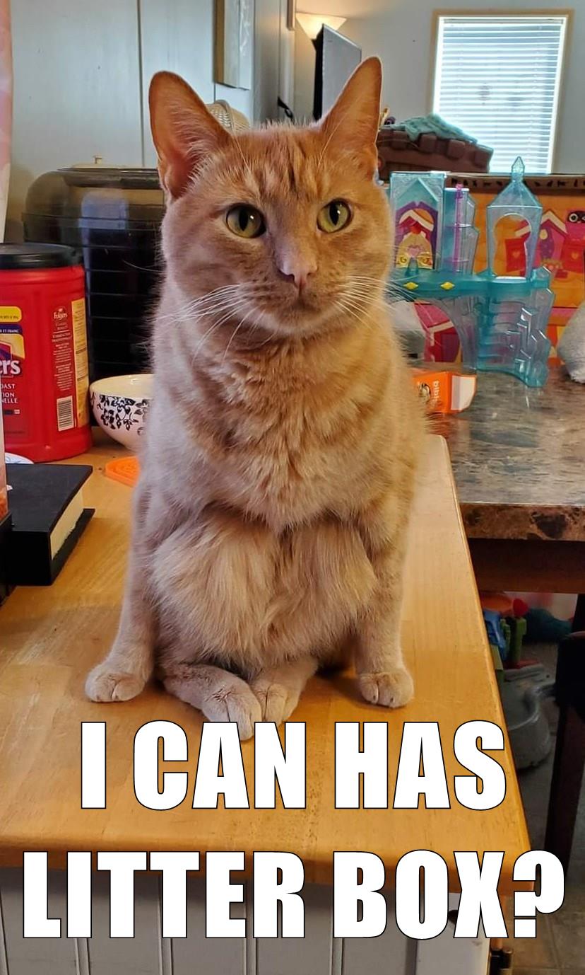 I CAN HAS LITTER BOX? - Lolcats - lol | cat memes | funny cats | funny cat pictures with words ...