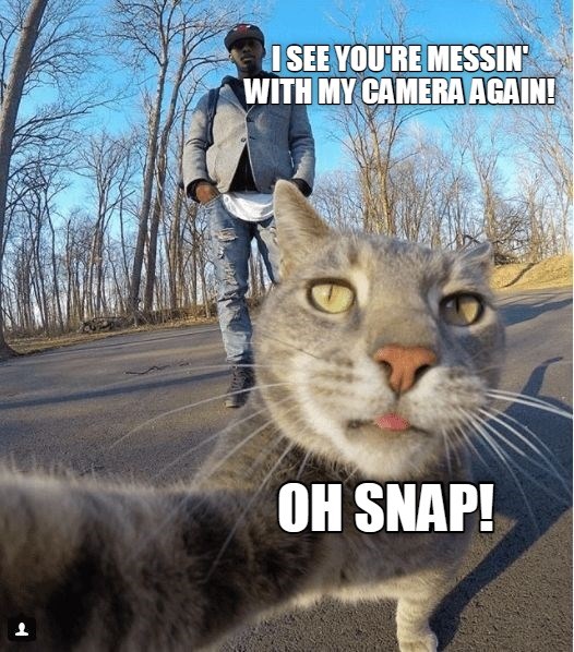 Snap! - Lolcats - lol | cat memes | funny cats | funny cat pictures ...