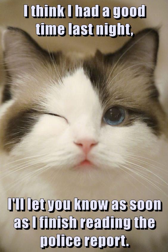 Updates to follow - Lolcats - lol | cat memes | funny cats | funny cat ...