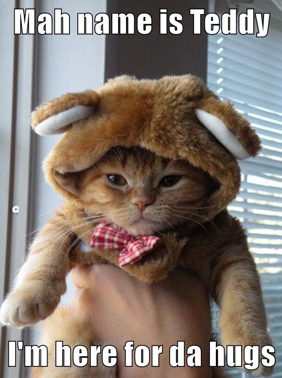 Here for da hugs - Lolcats - lol | cat memes | funny cats | funny cat ...