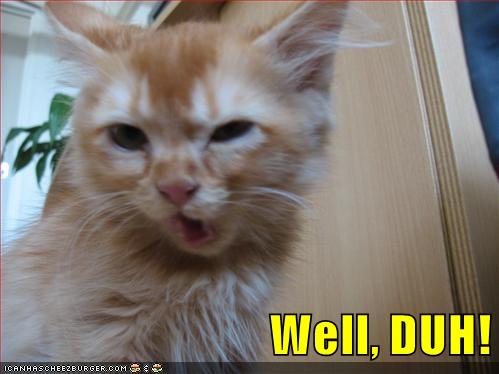 Well, DUH! - Lolcats - lol | cat memes | funny cats | funny cat ...