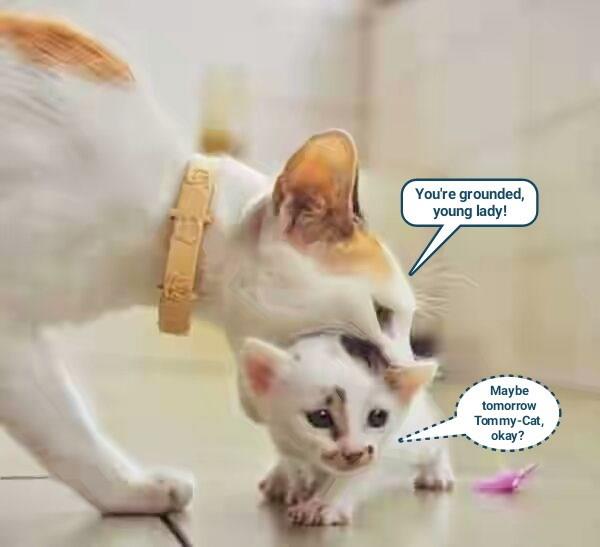 Busted - Lolcats - lol | cat memes | funny cats | funny cat pictures with words on them | funny ...