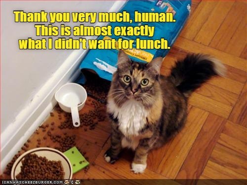 Thank you very much, human - Lolcats - lol | cat memes | funny cats ...