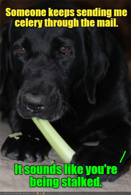 Sounds serious - I Has A Hotdog - Dog Pictures - Funny pictures of dogs ...