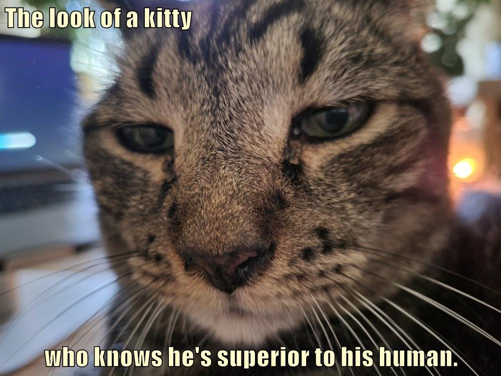 The one who knows - Lolcats - lol | cat memes | funny cats | funny cat ...
