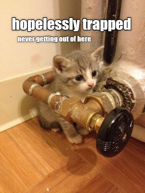 Hopelessly trapped - Lolcats - lol | cat memes | funny cats | funny cat ...