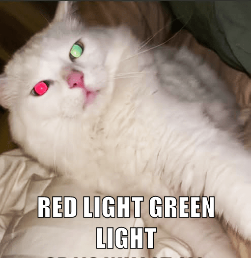 RED LIGHT GREEN LIGHT - Lolcats - lol | cat memes | funny cats | funny ...