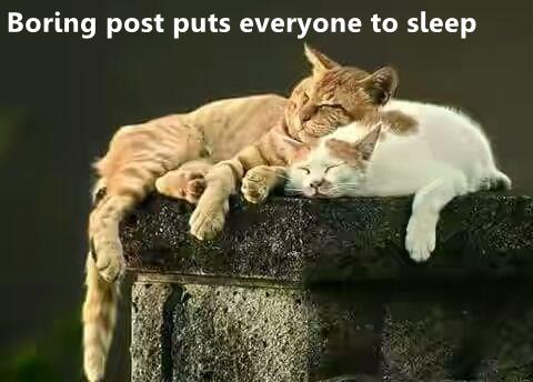Boring post puts everyone to sleep - Lolcats - lol | cat memes | funny cats | funny cat pictures ...