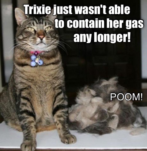 A date gone horribly wrong! - Lolcats - lol | cat memes | funny cats ...