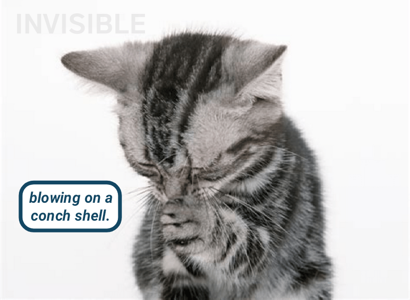 Invisible conch shell - Lolcats - lol | cat memes | funny cats | funny ...