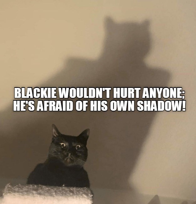 Afraid of his own shadow - Lolcats - lol | cat memes | funny cats ...