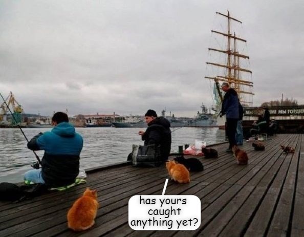 Has yours caught anything yet? - Lolcats - lol | cat memes | funny cats ...