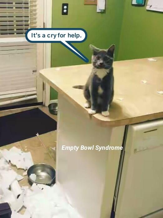 Empty Bowl Syndrome - Lolcats - lol | cat memes | funny cats | funny ...