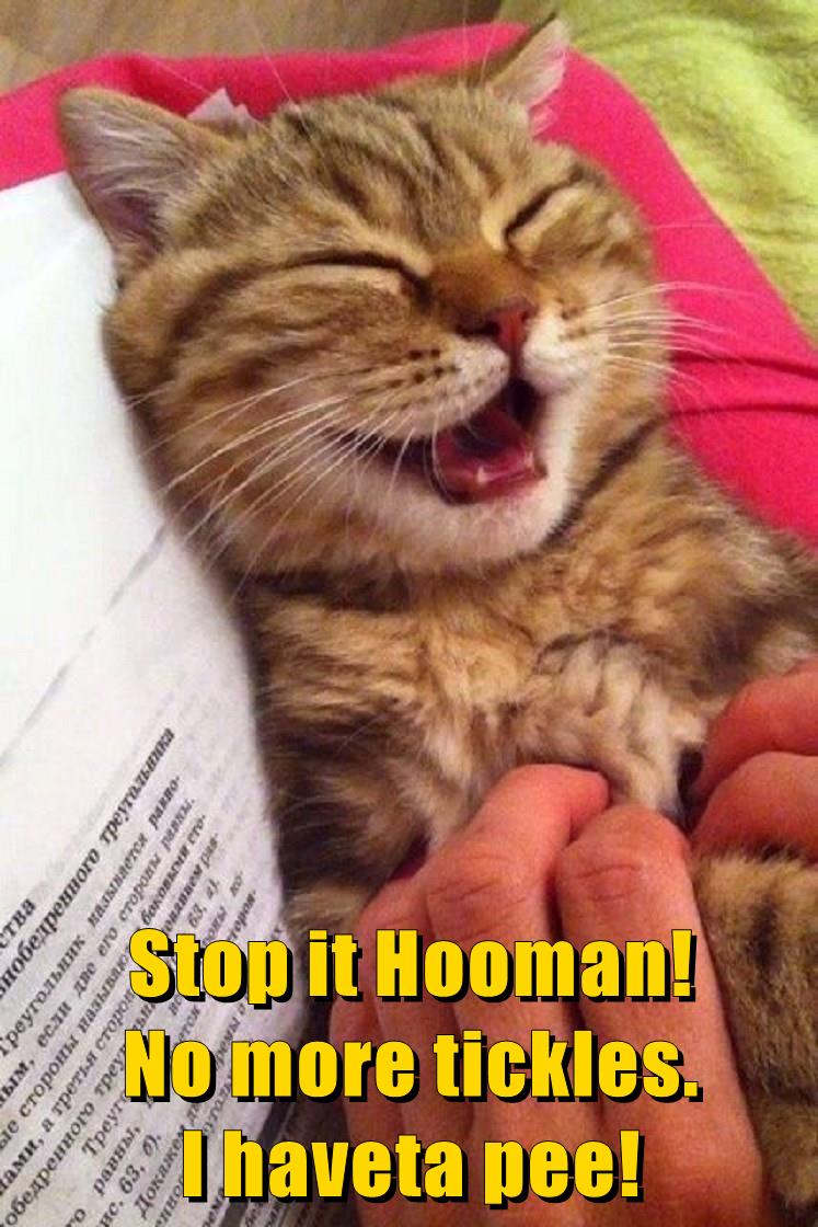 Stop it Hooman - Lolcats - lol | cat memes | funny cats | funny cat pictures with words on them ...