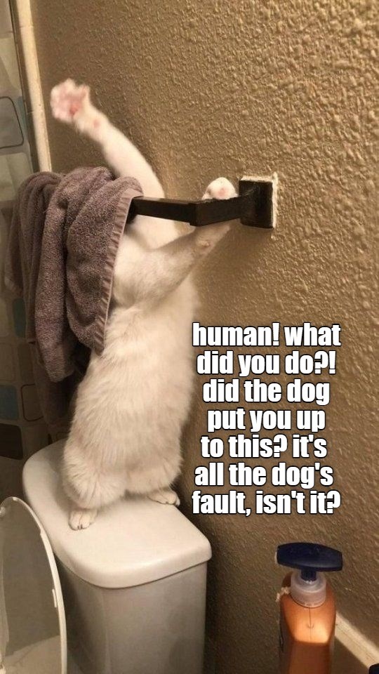 Did the dog put you up to this? - Lolcats - lol | cat memes | funny ...
