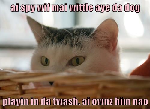 I owns hi now - Lolcats - lol | cat memes | funny cats | funny cat ...