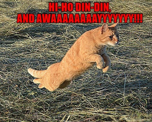 At the click of a can opener... - Lolcats - lol | cat memes | funny ...