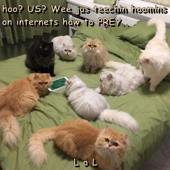 Teaching - Lolcats - lol | cat memes | funny cats | funny cat pictures ...