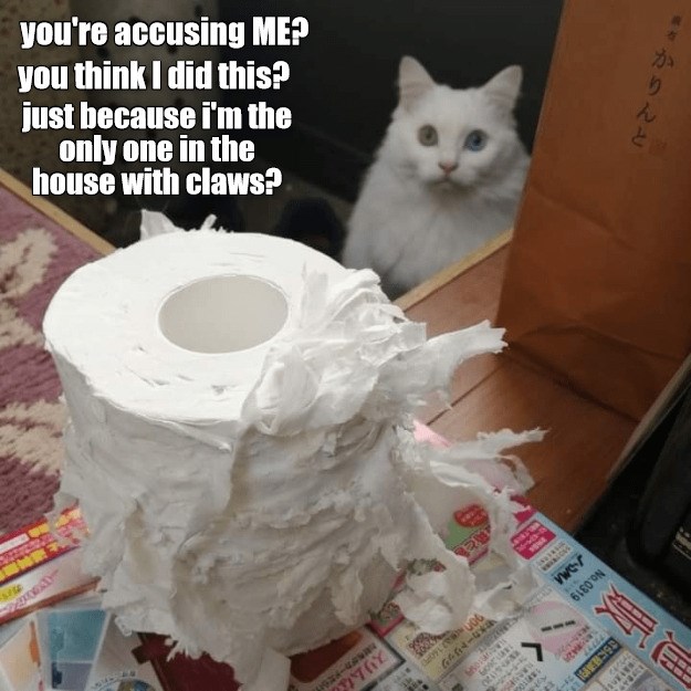 I'm shocked and appalled - Lolcats - lol | cat memes | funny cats ...