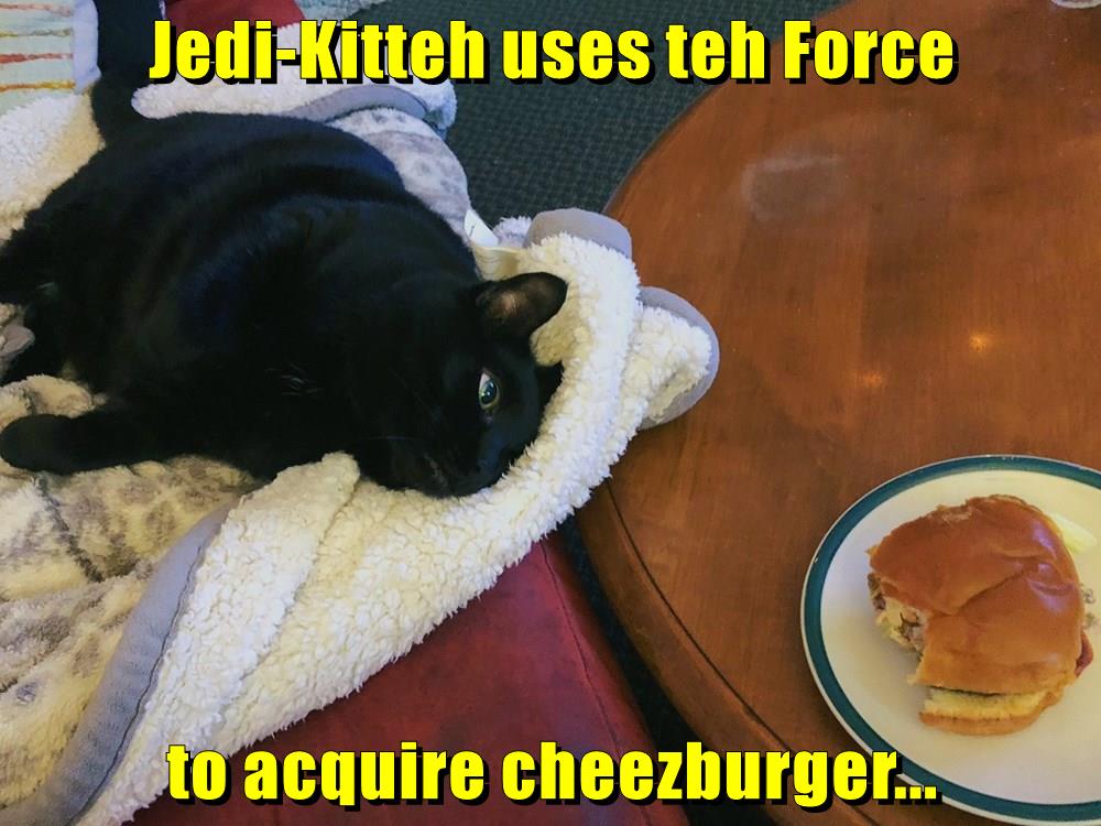 Jedi-Kitteh uses teh Force to acquire cheezburger... - Lolcats - lol ...