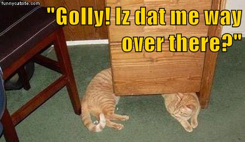 "Golly! Iz dat me way over there?" - Lolcats - lol | cat memes | funny ...