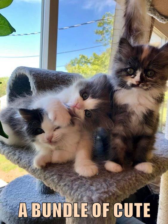 A BUNDLE OF CUTE - Lolcats - lol | cat memes | funny cats | funny cat pictures with words on ...