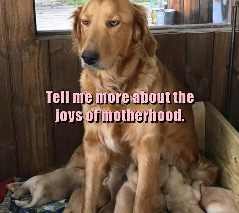 Tell me more - I Has A Hotdog - Dog Pictures - Funny pictures of dogs ...