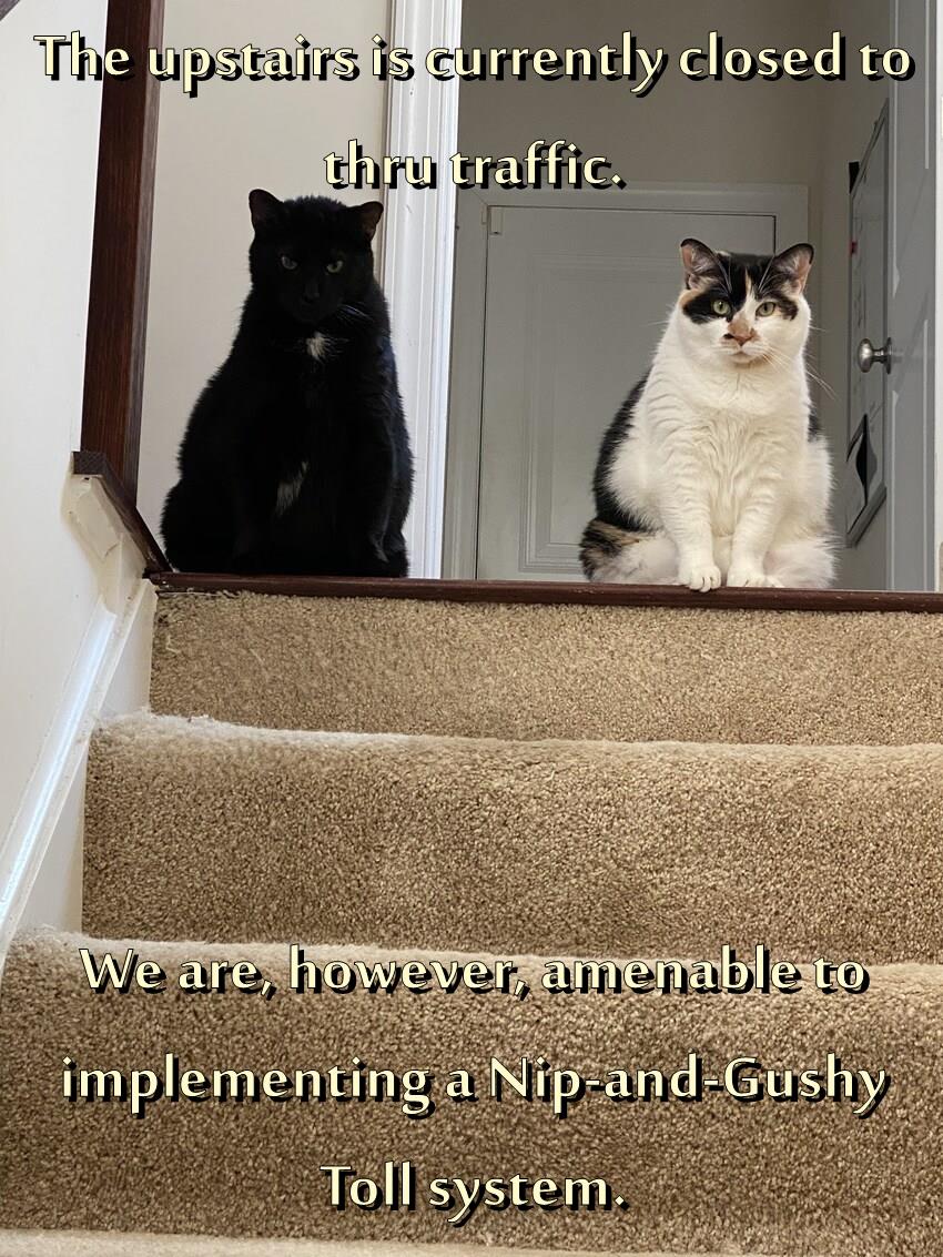 Currently closed to thru traffic - Lolcats - lol | cat memes | funny ...