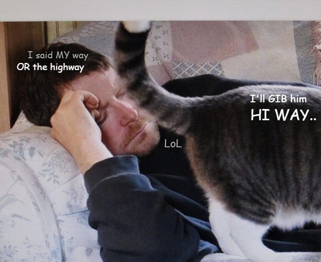 Folding to *Cats RULE* - Lolcats - lol | cat memes | funny cats | funny ...