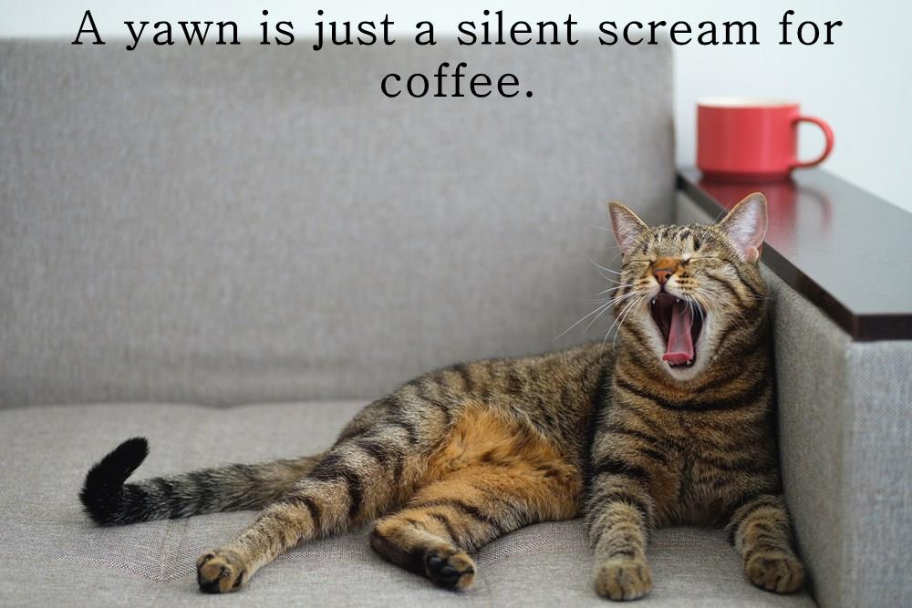 A yawn is just a silent scream for coffee. - Lolcats - lol | cat memes ...