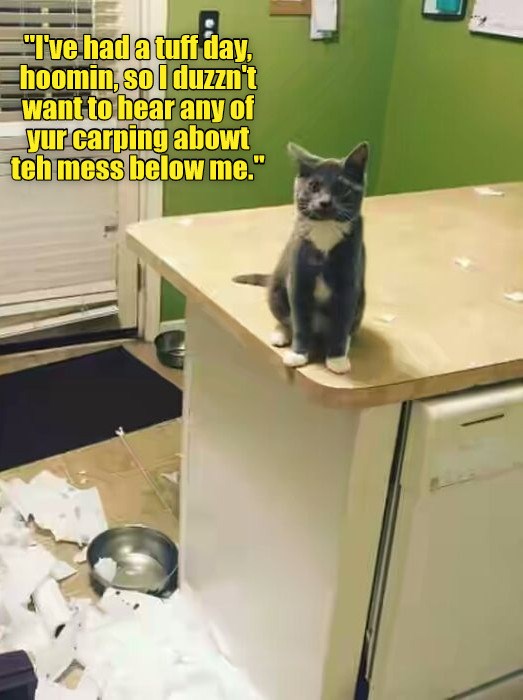 Nelson makes his position clear to his human. - Lolcats - lol | cat ...