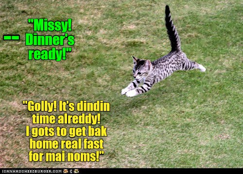 Missy breaks the land speed record -- AGAIN! - Lolcats - lol | cat ...