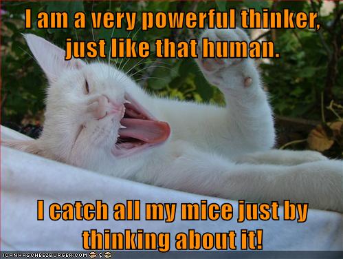 Powerful thinker - Lolcats - lol | cat memes | funny cats | funny cat ...