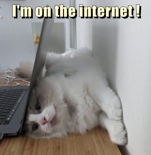 I'm on the internet ! - Lolcats - lol | cat memes | funny cats | funny ...