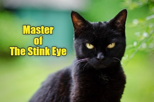 It's A Southern Thing Y'All - Lolcats - lol | cat memes | funny cats ...