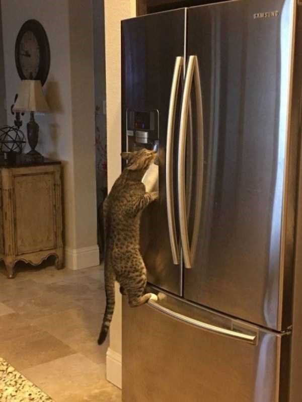 Smart Fridge, Smart Kitteh - Lolcats - lol | cat memes | funny cats ...