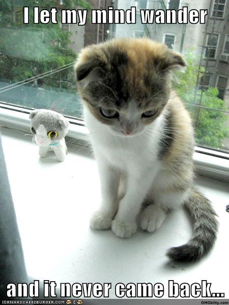 It never came back... - Lolcats - lol | cat memes | funny cats | funny ...