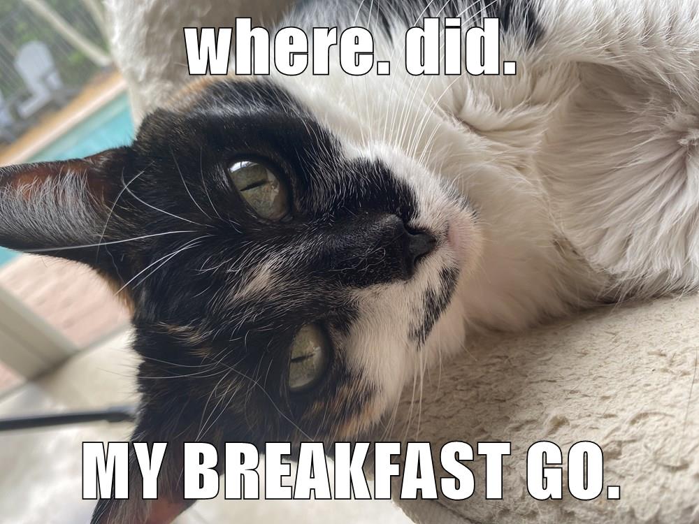 where. did. MY BREAKFAST GO. - Lolcats - lol | cat memes | funny cats ...